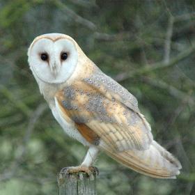 Did you know - The Barn Owl