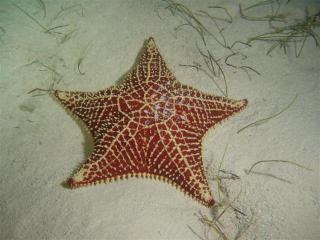 Starfish