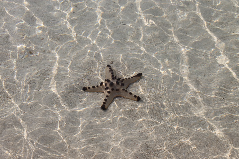 Starfish