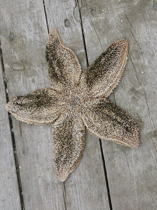 Starfish