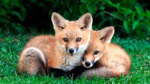 All about foxes