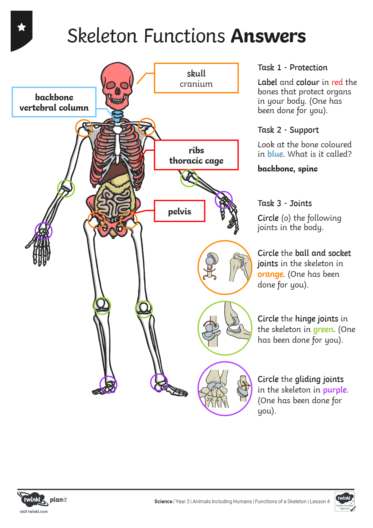 functions-of-the-skeleton