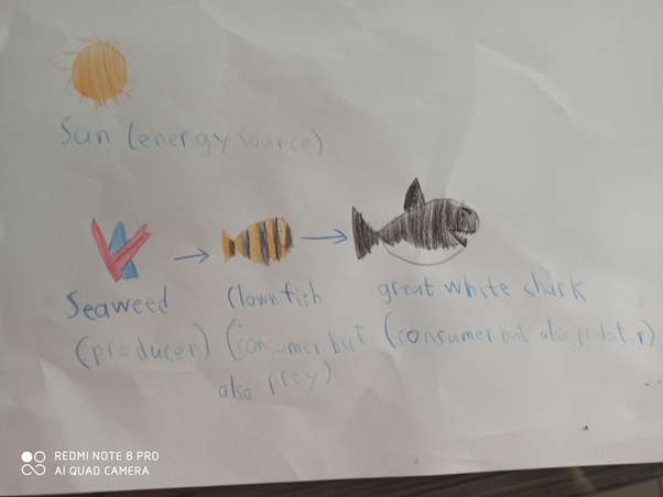 Great White Shark Food Chain Diagram