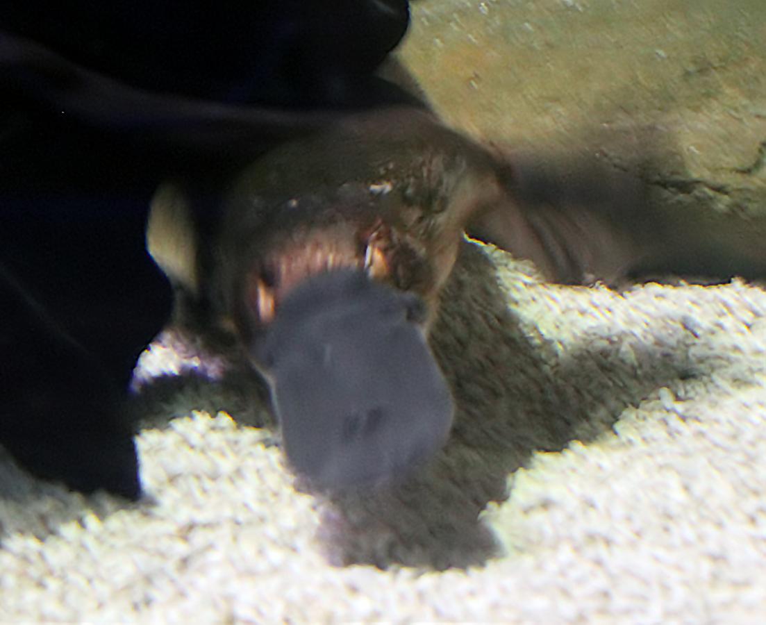 Food cycle of a Platypus