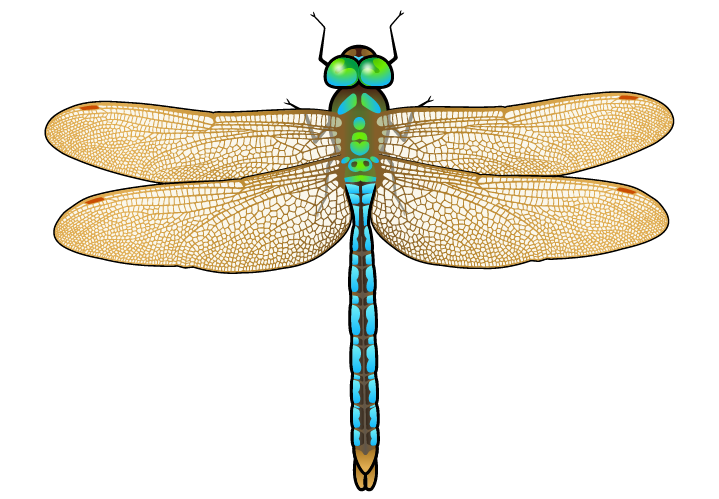 Dragonfly
