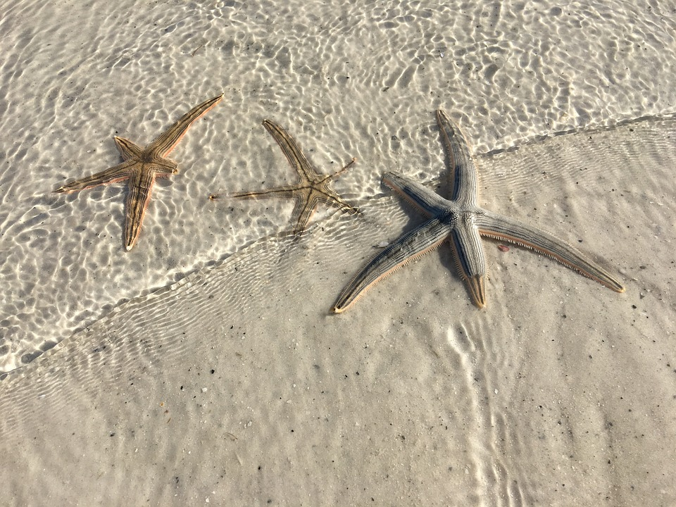 Starfish