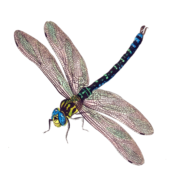 dragonfly