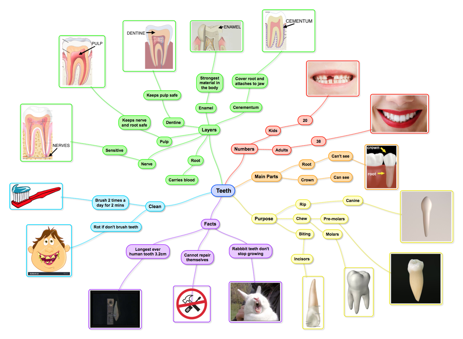 Teeth Mind Map
